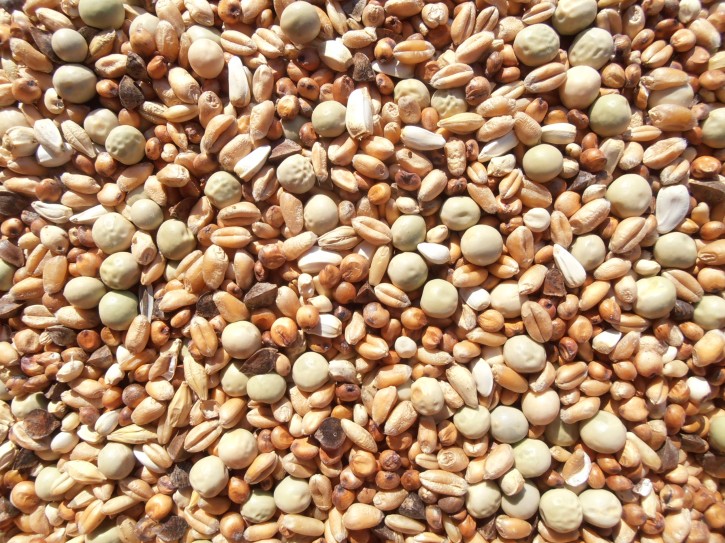 SANDECK-TAUBENFUTTER