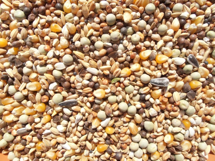 SANDECK-TAUBENFUTTER